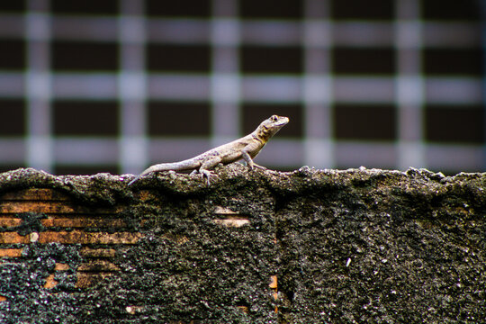 Calango Bilder – Durchsuchen 362 Archivfotos, Vektorgrafiken und Videos ...
