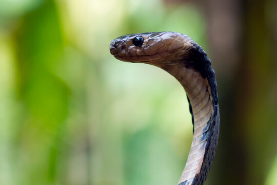 Najas Images – Parcourir 40,545 le catalogue de photos, vecteurs et ...