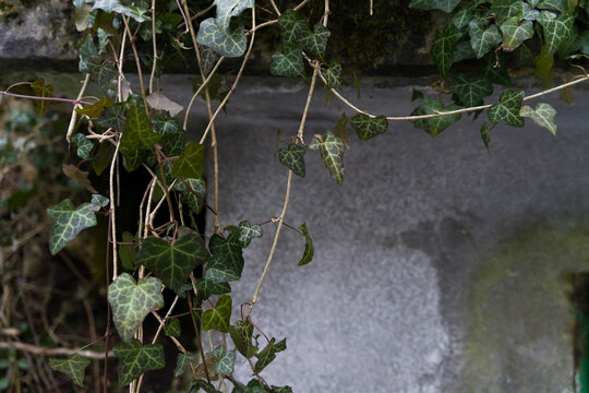 Efeuranken Images – Parcourir 307 le catalogue de photos, vecteurs et ...