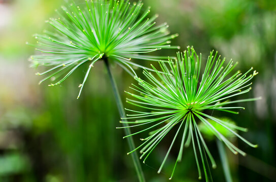 Papyrus Images – Browse 42,547 Stock Photos, Vectors, and Video | Adobe ...