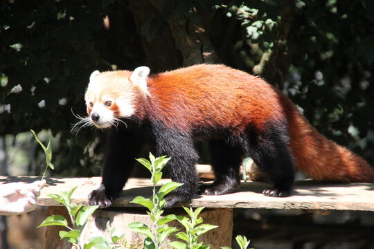 284 MEILLEURES "Panda Roux" IMAGES, PHOTOS ET ILLUSTRATIONS ...