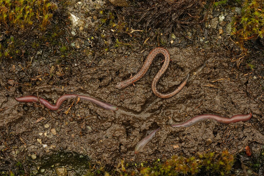 Amfibie 이미지 – 찾아보기 159 스톡 사진, 벡터 및 비디오 | Adobe Stock