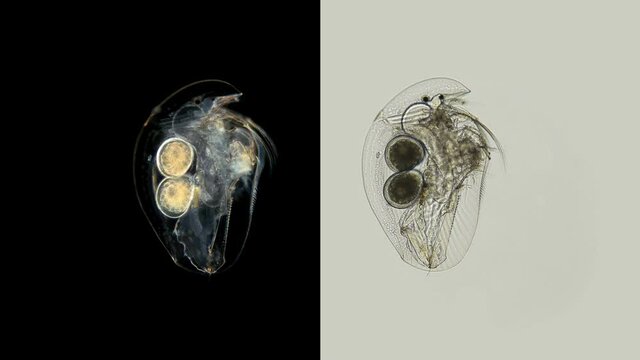 Diplostraca Images – Browse 14 Stock Photos, Vectors, and Video | Adobe ...