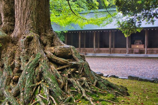 "Sacred Tree" Images – Browse 64,112 Stock Photos, Vectors, and Video ...