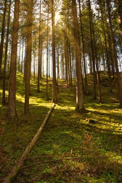 Imagens de Fichtenwald – Explore Fotografias do Stock, Vetores e Vídeos ...