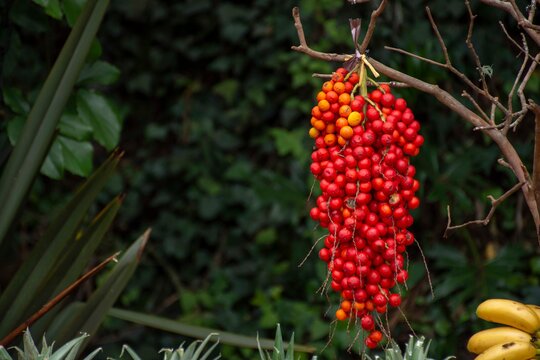 LAS 652 MEJORES IMÁGENES, FOTOS DE ARCHIVO Y VECTORES DE Corozo | Adobe ...