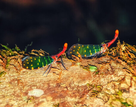 Pyrops Bilder – Durchsuchen 651 Archivfotos, Vektorgrafiken und Videos ...