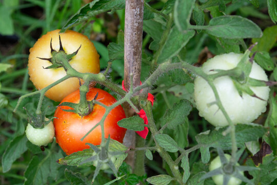 Strauchtomate Bilder – Durchsuchen 40,484 Archivfotos, Vektorgrafiken ...