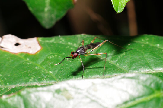 รูปภาพMicropezidae – เลือกดูภาพถ่ายสต็อก เวกเตอร์ และวิดีโอ134 | Adobe Stock