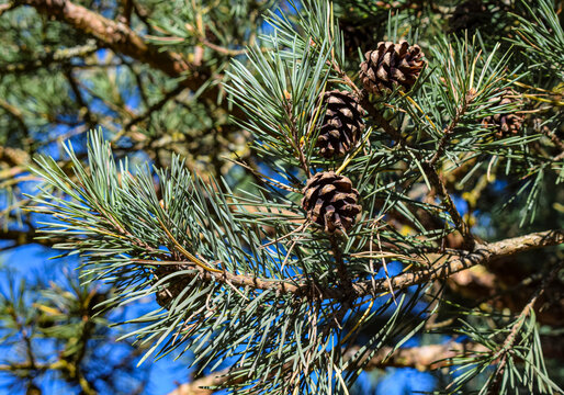 รูปภาพPino – เลือกดูภาพถ่ายสต็อก เวกเตอร์ และวิดีโอ32,429 | Adobe Stock