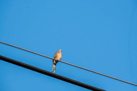 รูปภาพKurokutok – เลือกดูภาพถ่ายสต็อก เวกเตอร์ และวิดีโอ1,546 | Adobe Stock