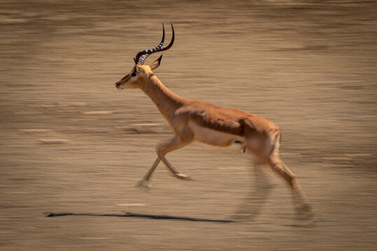 Impala Running Images – Browse 2,101 Stock Photos, Vectors, and Video ...
