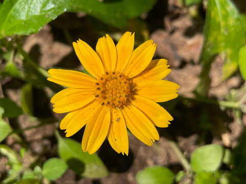 "Trailing Daisy" Images – Browse 109 Stock Photos, Vectors, and Video ...