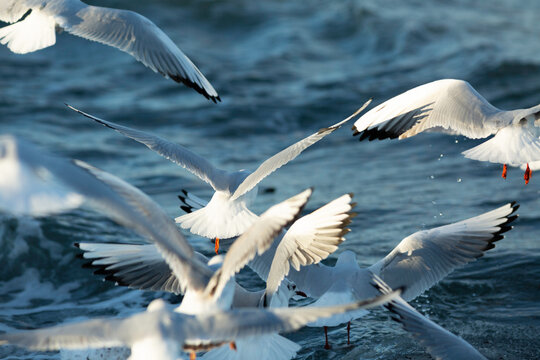 "Feeding Frenzy" Images – Browse 1,294 Stock Photos, Vectors, and Video ...
