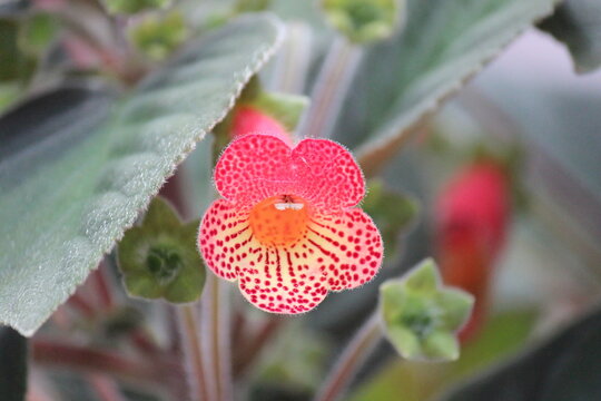 「Kohleria」の画像 - 79 件の Stock 写真、ベクターおよびビデオ | Adobe Stock