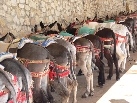 รูปภาพBurro – เลือกดูภาพถ่ายสต็อก เวกเตอร์ และวิดีโอ43,671 | Adobe Stock