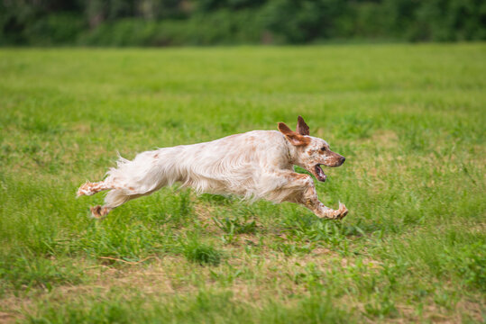 "English Setter" Images – Browse 23,362 Stock Photos, Vectors, and ...