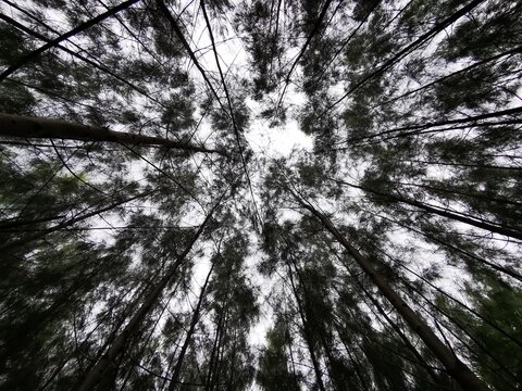 "She Oak" Images – Browse 204 Stock Photos, Vectors, and Video | Adobe ...