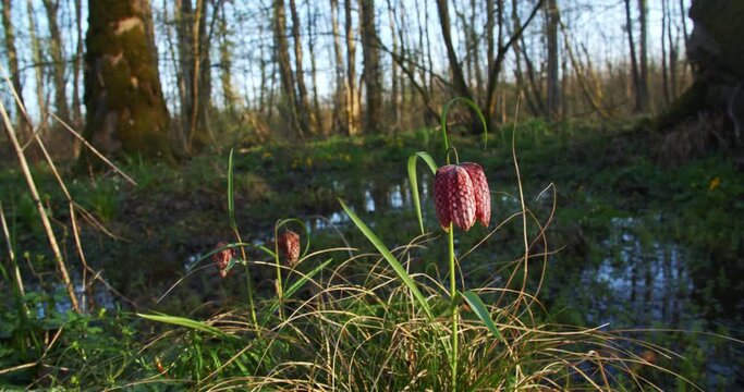 รูปภาพKockavica – เลือกดูภาพถ่ายสต็อก เวกเตอร์ และวิดีโอ2,843 | Adobe Stock
