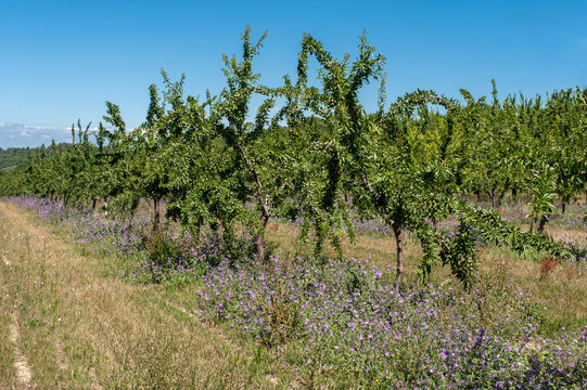 รูปภาพObstplantage – เลือกดูภาพถ่ายสต็อก เวกเตอร์ และวิดีโอ3,420 ...