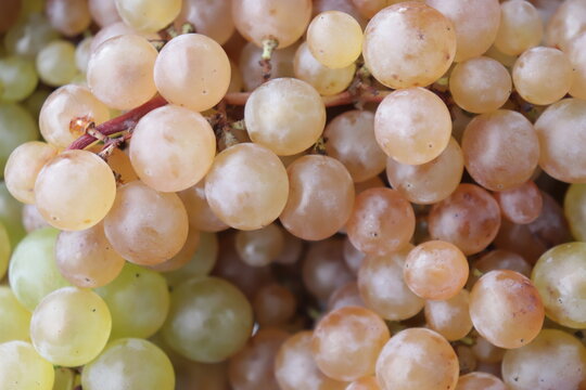 Rkatsiteli-Bilder: Stock-Fotos & -Videos. | Adobe Stock