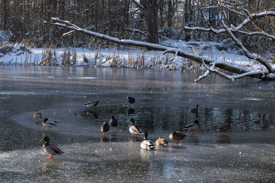 "Ducks On Ice" Images – Browse 73 Stock Photos, Vectors, and Video ...