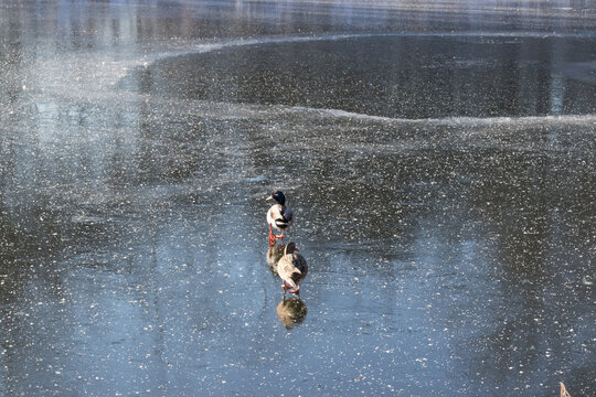 "Ducks On Ice" Images – Browse 73 Stock Photos, Vectors, and Video ...