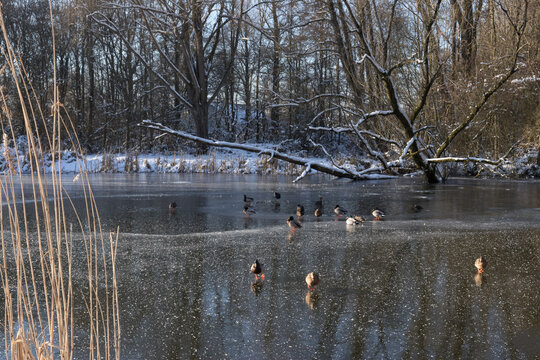 "Ducks On Ice" Images – Browse 73 Stock Photos, Vectors, and Video ...