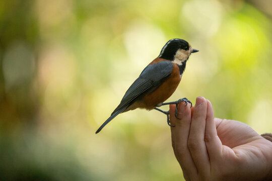 Inured bilder – Bläddra bland 1,743 stockfoton, vektorer och videor ...