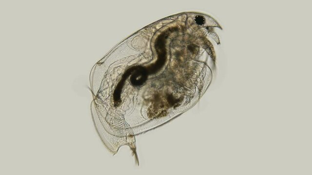 Diplostraca Images – Browse 14 Stock Photos, Vectors, and Video | Adobe ...