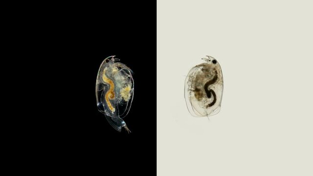 Diplostraca Images – Browse 14 Stock Photos, Vectors, and Video | Adobe ...