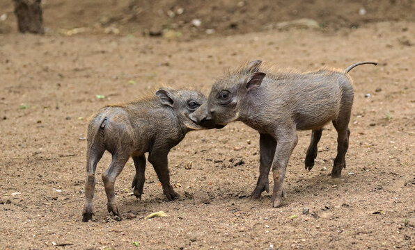 Baby Warthog