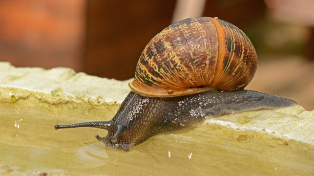 Sanil Images – Browse 57 Stock Photos, Vectors, and Video | Adobe Stock