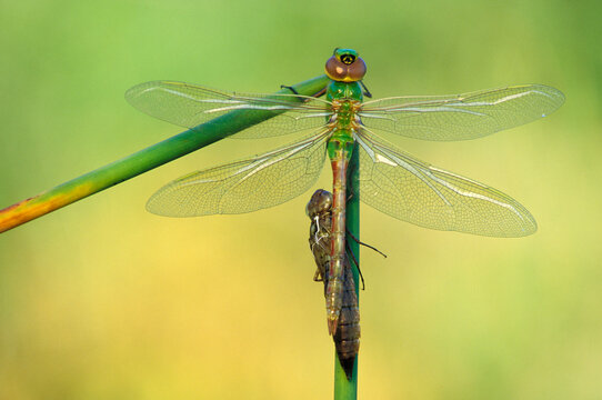 รูปภาพDragonflies – เลือกดูภาพถ่ายสต็อก เวกเตอร์ และวิดีโอ232,840 ...