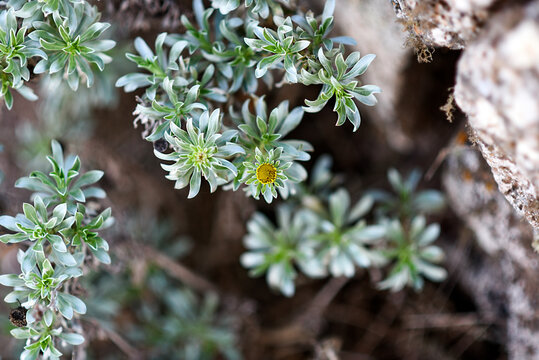 รูปภาพAsteriscus – เลือกดูภาพถ่ายสต็อก เวกเตอร์ และวิดีโอ175 | Adobe Stock