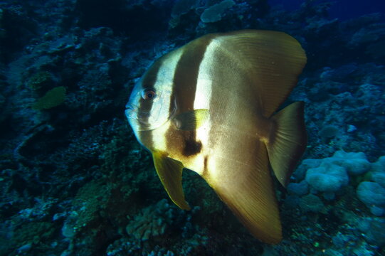 Bat-Fish Images – Browse 10 Stock Photos, Vectors, and Video | Adobe Stock