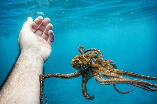 Octo Images – Browse 7 Stock Photos, Vectors, and Video | Adobe Stock