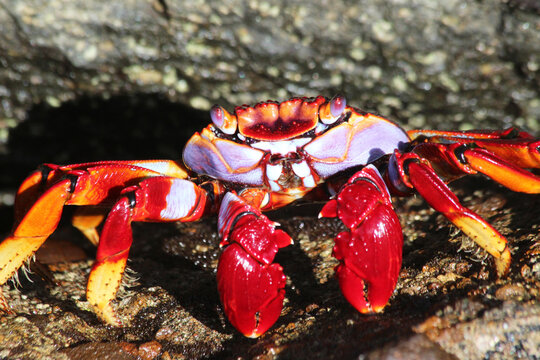 Krebstier bilder – Bläddra bland 2,879 stockfoton, vektorer och videor ...