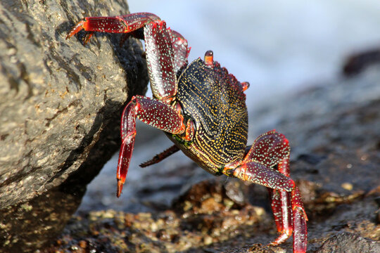 Krebstier bilder – Bläddra bland 2,879 stockfoton, vektorer och videor ...