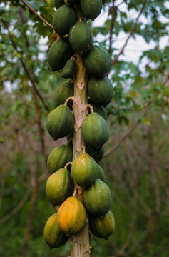 Papayer Images – Browse 261 Stock Photos, Vectors, and Video | Adobe Stock