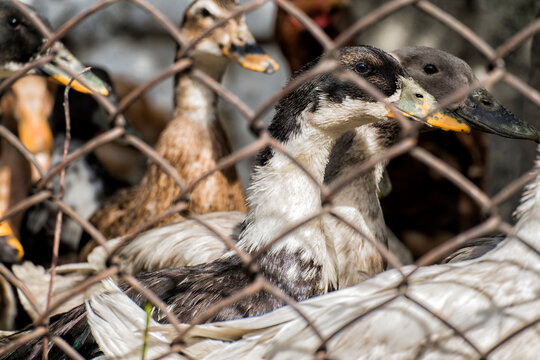 รูปภาพFowl-Run – เลือกดูภาพถ่ายสต็อก เวกเตอร์ และวิดีโอ374 | Adobe Stock