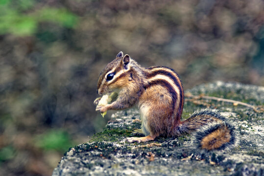 「Rongeur」の画像 - 11,056 件の Stock 写真、ベクターおよびビデオ | Adobe Stock