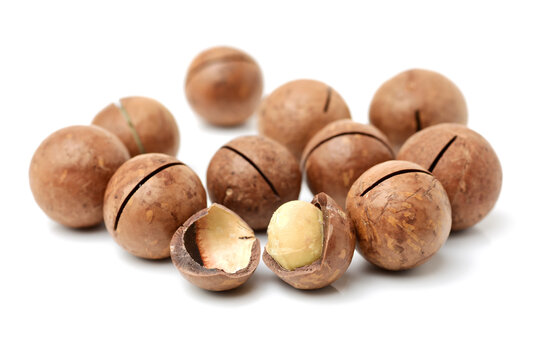 Bush Nut"」の画像 - 883 件の Stock 写真、ベクターおよびビデオ | Adobe Stock