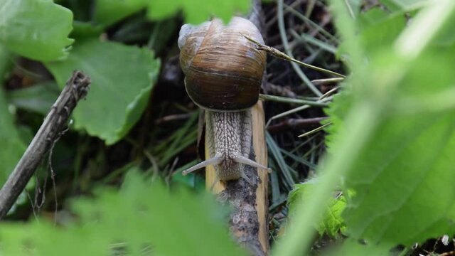 Crowling Images – Browse 236 Stock Photos, Vectors, and Video | Adobe Stock