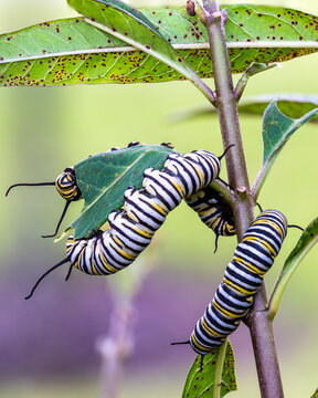 "Monarch Butterfly Caterpillar" Images – Browse 120 Stock Photos ...