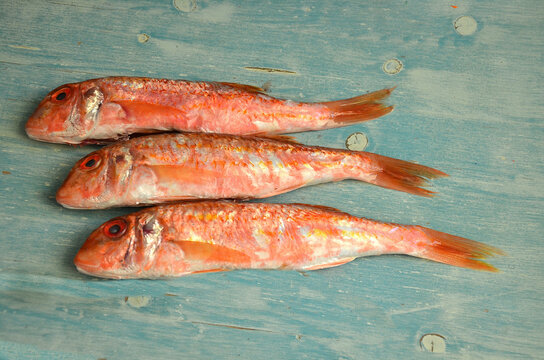 Rotbarbe Images – Browse 126 Stock Photos, Vectors, and Video | Adobe Stock