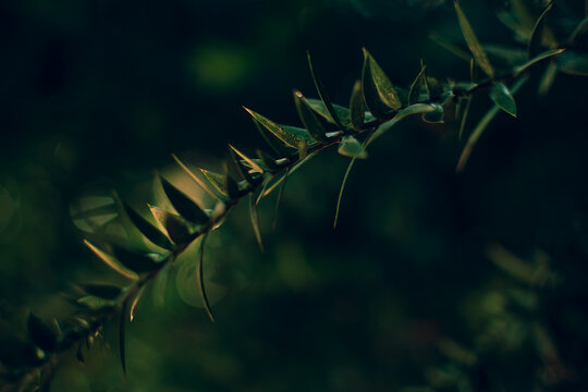 "Dark Green Background" Images – Browse 3,836 Stock Photos, Vectors ...