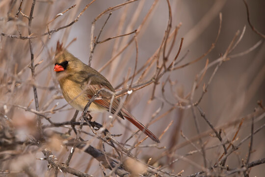 "Female Cardinal" 이미지 – 찾아보기 321 스톡 사진, 벡터 및 비디오 | Adobe Stock