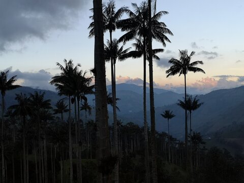 รูปภาพPalmas – เลือกดูภาพถ่ายสต็อก เวกเตอร์ และวิดีโอ19,442 | Adobe Stock