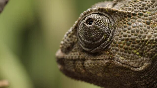 "Chameleon Face" Images – Browse 110 Stock Photos, Vectors, and Video ...